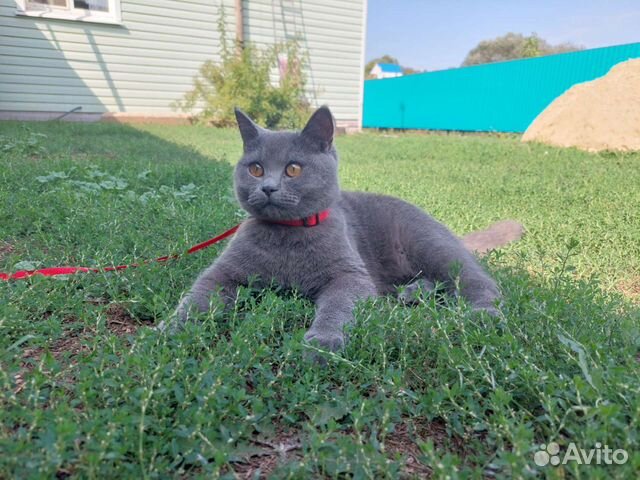 Кошка британка на вязку