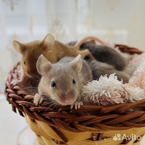 Сатиновые мыши мышата мальчишки