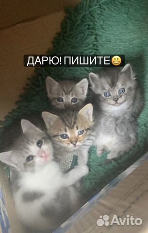 Котята в добрые руки очень красивые бери пока не к