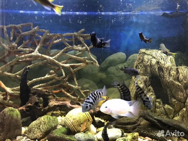 Аквариумные рыбки