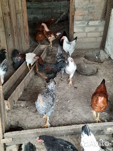 Домашняя птица