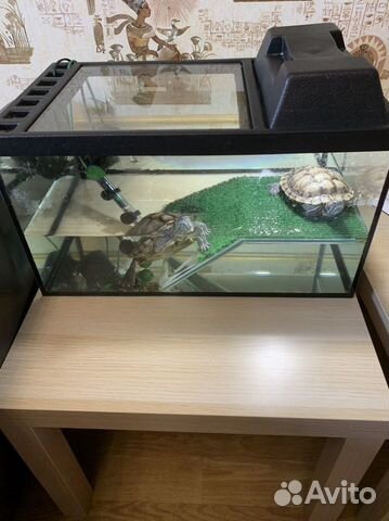 Черепаха с аквариумом