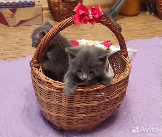 Отдам бесплатно шотландских котят. мама шотландска