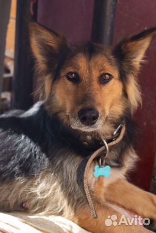 Собака немецкая овчарка в част дом