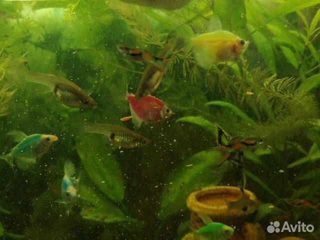 Гуппи бесплатно