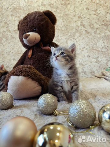 Британские котята
