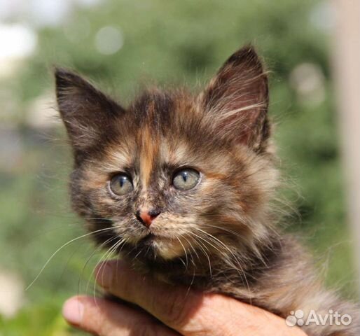 Карамелька ищет семью