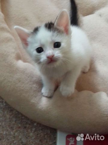 Котенок в добрые руки