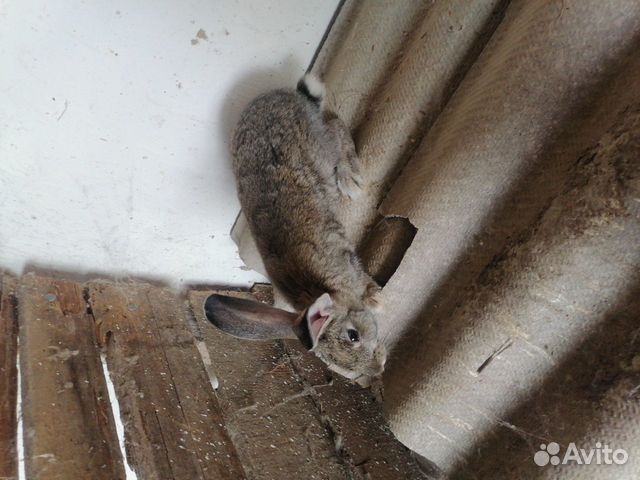 Кролики гиганты (3,5) мес