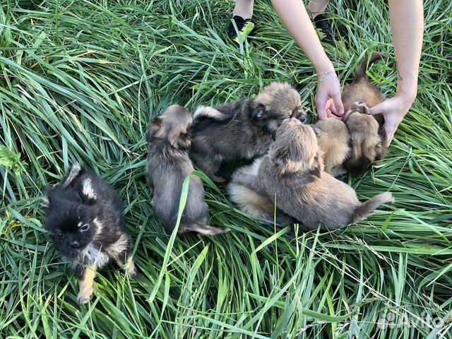 5 сыночков и лапочка дочка