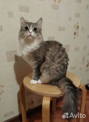 Кошечка ищет дом