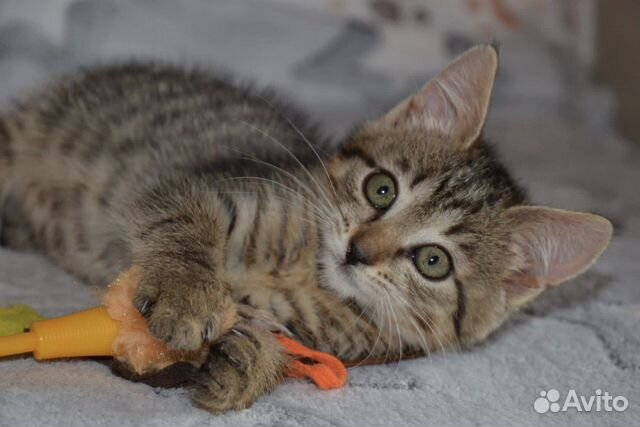 Игривый котенок Клепочка 1,5 месяца в дар
