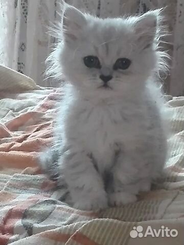 Кошечка перс классик