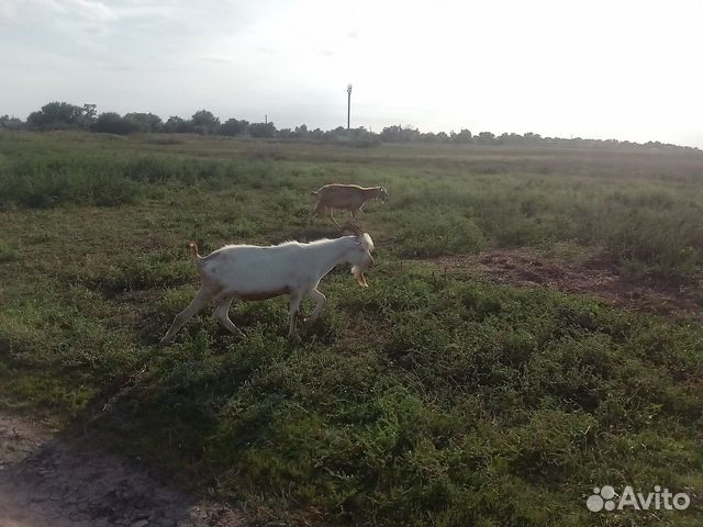 Коза и козлик