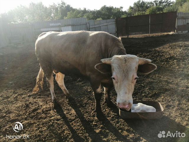 Продаю быка