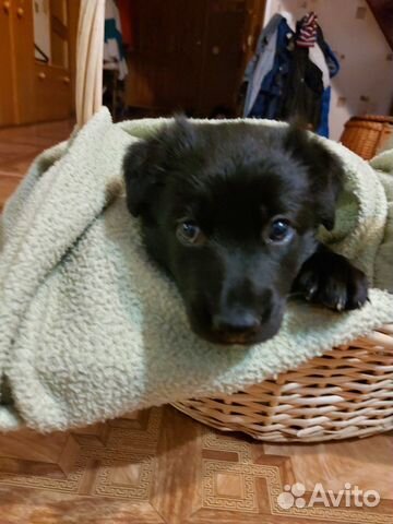 Собаки щенки лабрадор