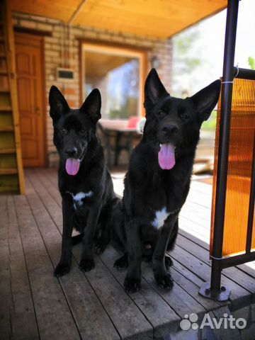 Отдам в добрые руки