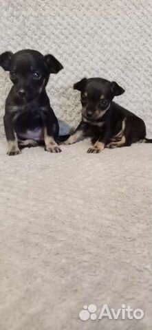 Мини той-терьер щенки