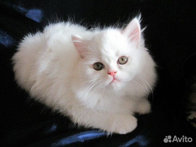 Королевские котята