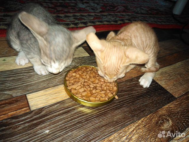 Донской сфинкс котята