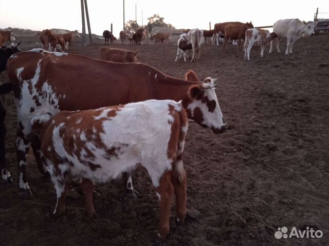 Коровы стадо