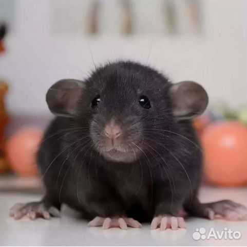 Крысятки дамбо