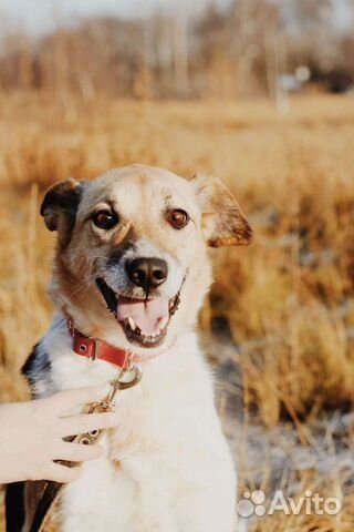 Фотогеничная собака пропадёт в приюте