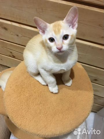 Предлагается котенок