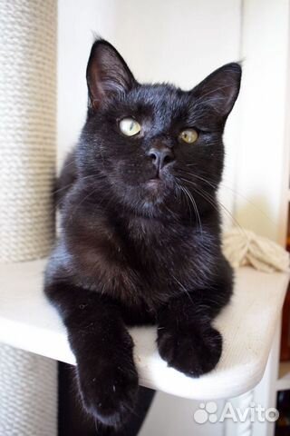 Котик Гуччи 1 год