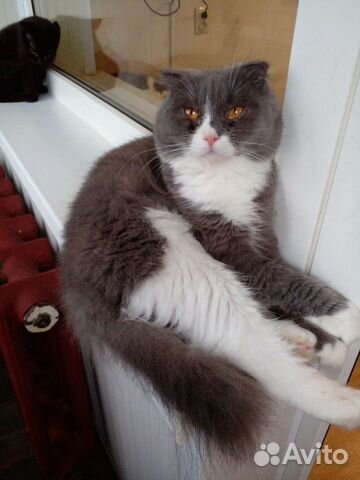 Подросток шотландская вислоухая в дар 8 мес