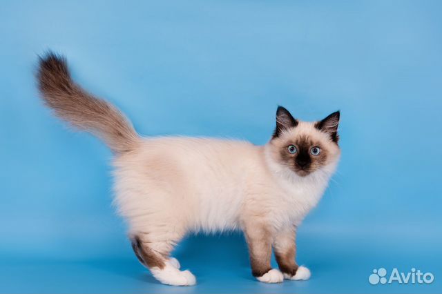 Продажа невских маскарадных котят