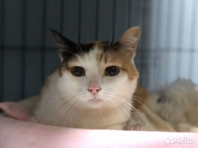 Кошечка Лаврушка