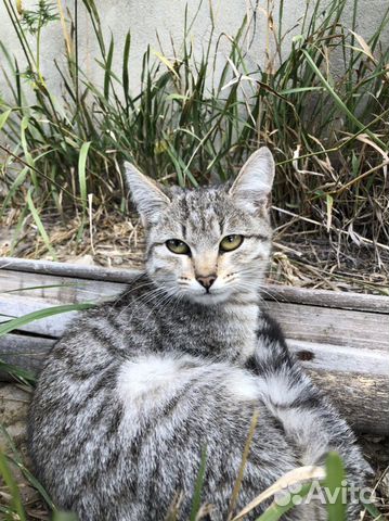 Котенок девочка помесь шатландца