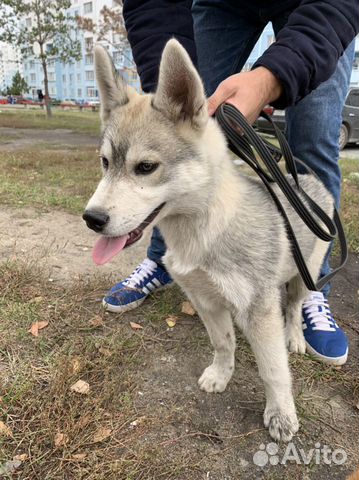 Щенок хаски