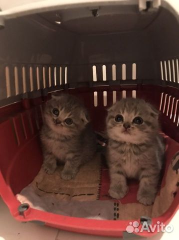 Шотланский скоттиш фолд