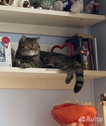 Котики бесплатно в добрые руки