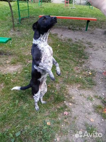 Трогательная собачка,в добрые ручки