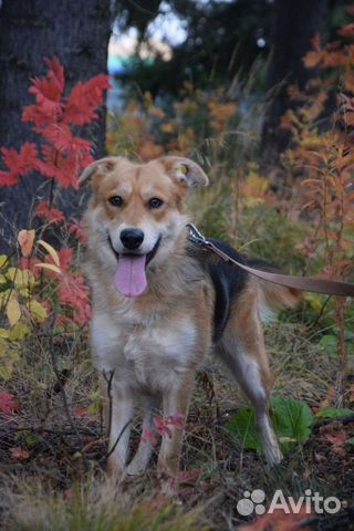 Славная собачка в добрые руки