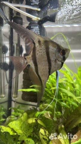 Аквариумные рыбки