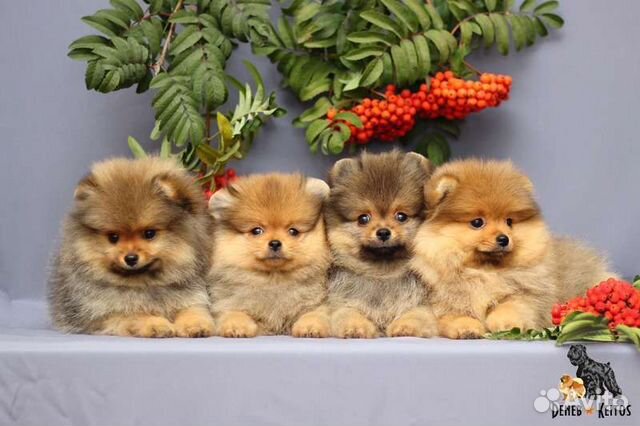 Шпицедетки