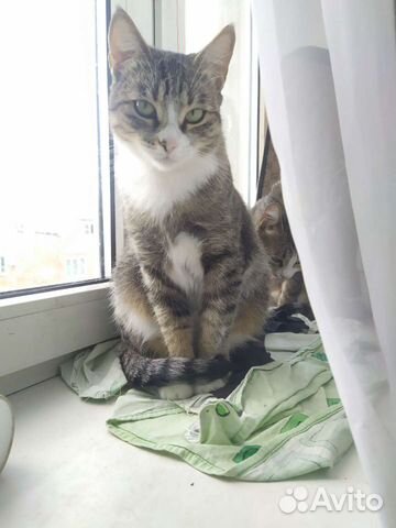 Две отличные кошки