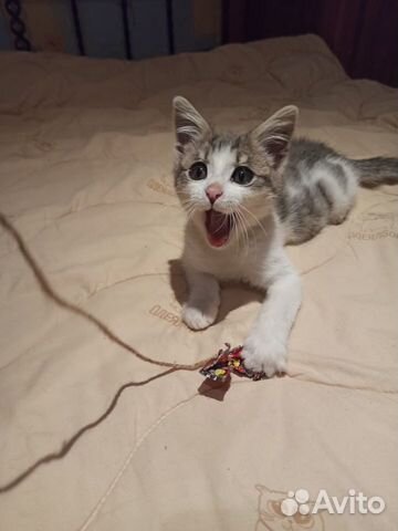 Котенок мальчик Пинки