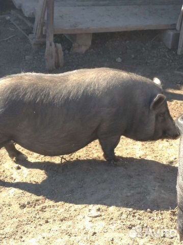 Вьетнамский хряк