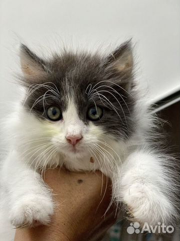 Котята отдам бесплатно