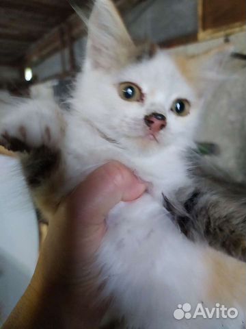 Кошечка