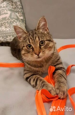 Малыш в добрые руки