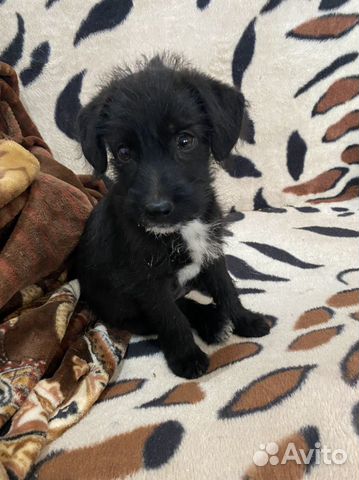 Щенок мелкий