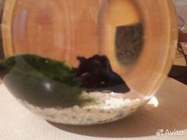 Рыбка петушок