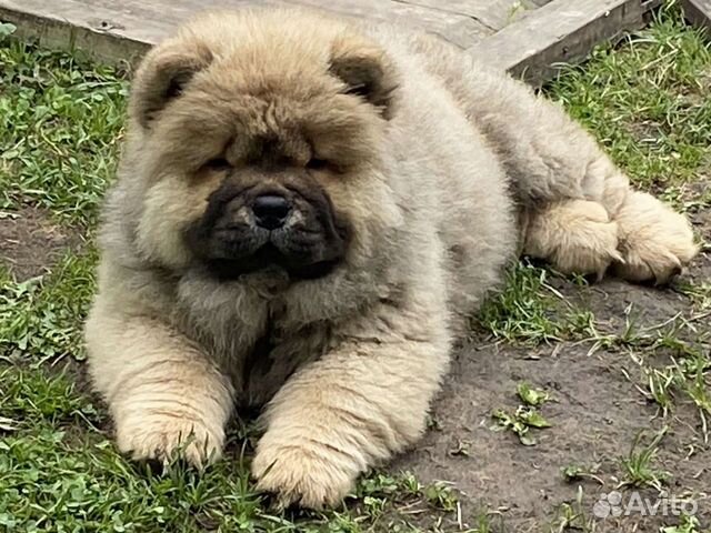 Чау-чау