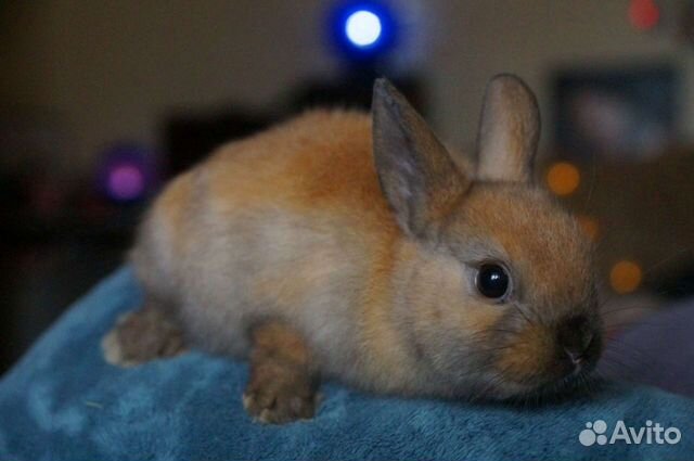 Декоративные карликовые кролики